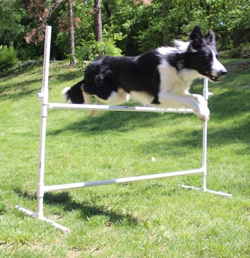 PET SPOT: Kitt, a natural at agility trails | Pet Photos ...