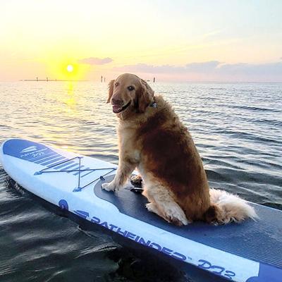 pathfinder retriever