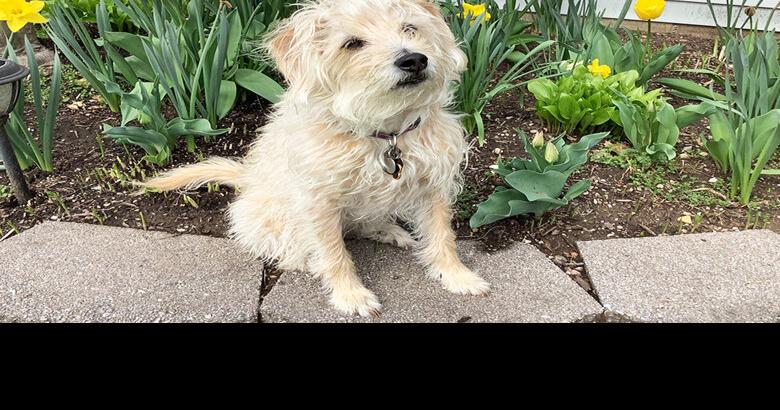 Brenda Kissane’s dog, Mr. Scruffy, performs for treats | Pet Photos ...