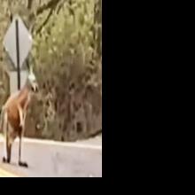 Kangaroo spotted in High Ridge | Local News | myleaderpaper.com