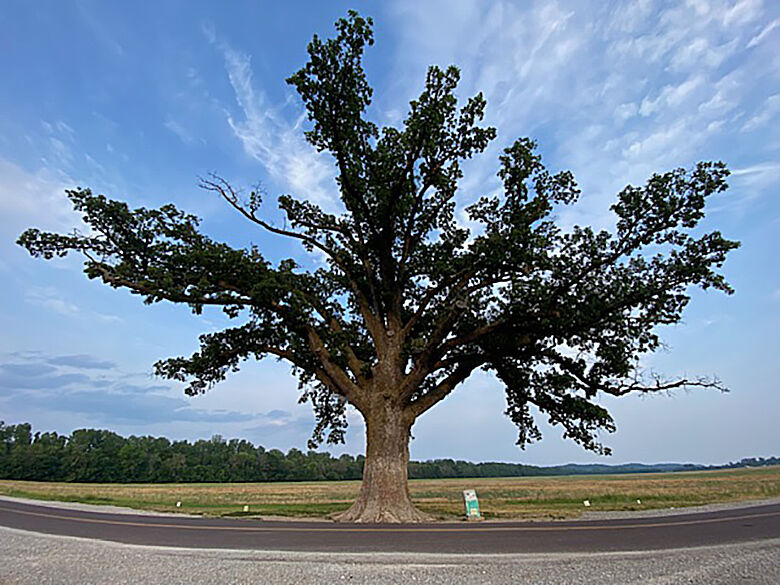 Big Tree Columbia Missouri