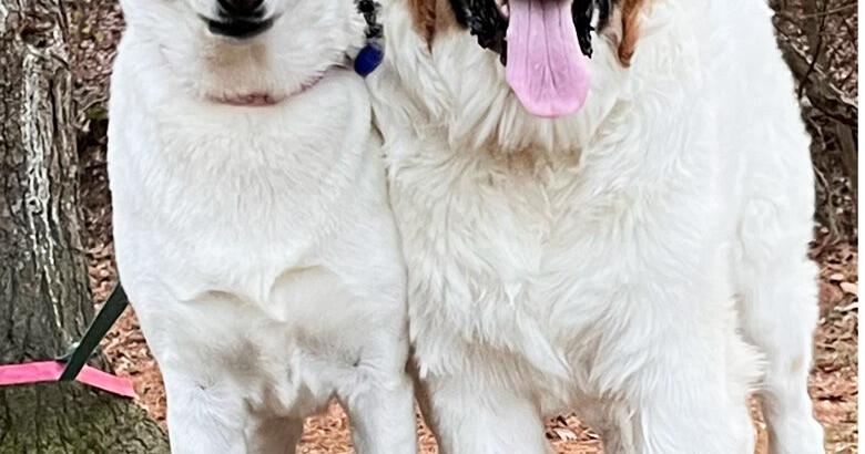 Danielle McCoy of Arnold said her two big dogs are good pals | Pet ...