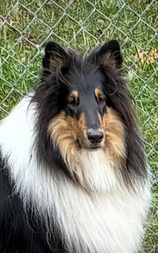 Picture Your Pet contest 2026 (Part 2) | Multimedia | myleaderpaper.com