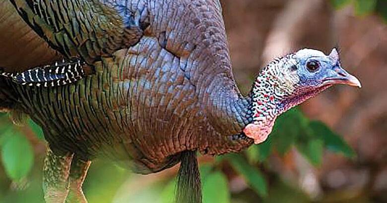 Turkey hunting season ends for youth, opens for adults | Sports ...
