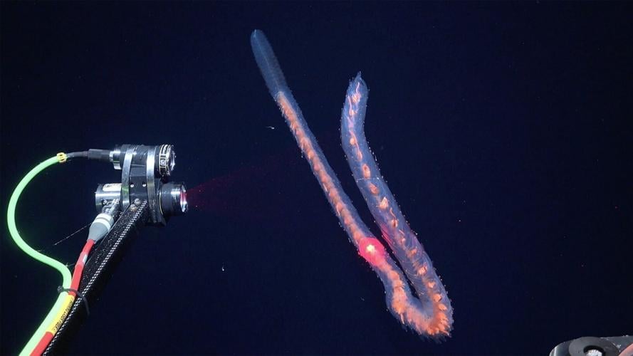 Deep-sea mission uncovers 31 new species | National | myleaderpaper.com