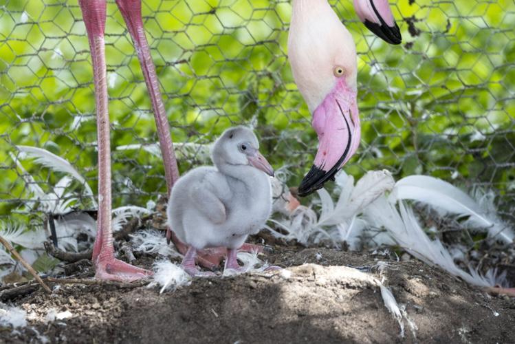 Flamingo chicks hatch at nature reserve | National | myleaderpaper.com
