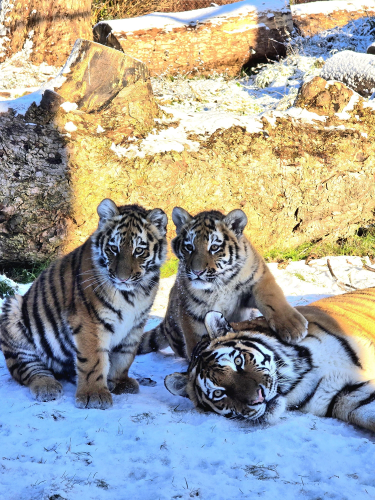 Tiger cubs enjoy their first snow day | National | myleaderpaper.com