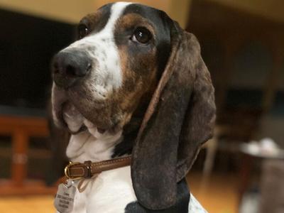 Pet spot: Arnold woman says Kojak, a Colombian fino hound, brightens ...