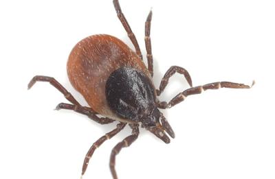 May is lyme and tick-borne disease awareness month | Public Service ...