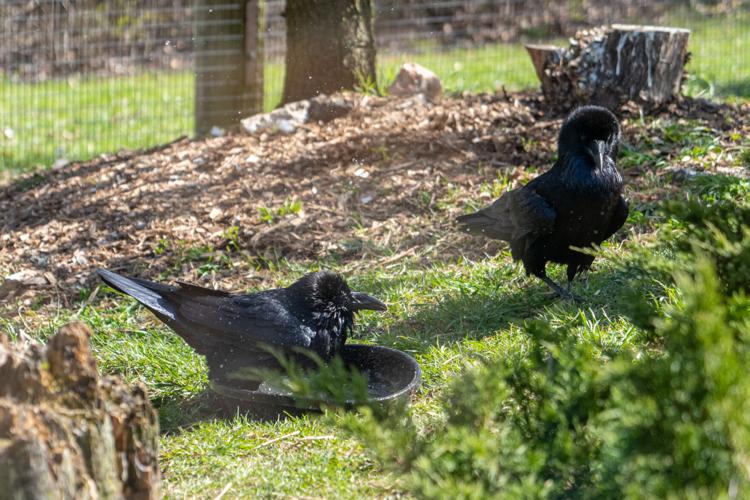 Zoo’s ravens cawed, lynx slept, eagle paced during eclipse | News ...