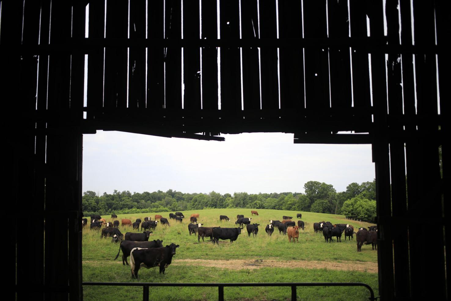 US plans to open land for cattle ranching as beef prices soar | Top ...