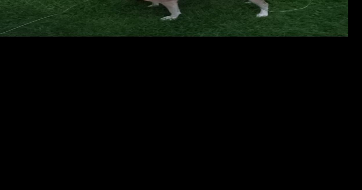 Alfred Maynard Snyder | Obituaries | mymalonetelegram.com