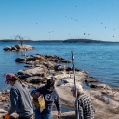 Volunteers help threatened bird species with parenting on the St ...