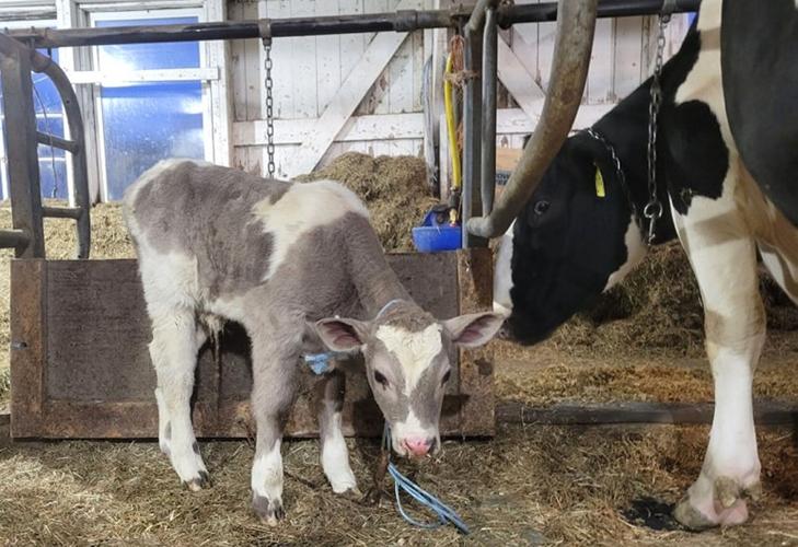 Raw milk devotees drink up despite warnings | Top Stories ...