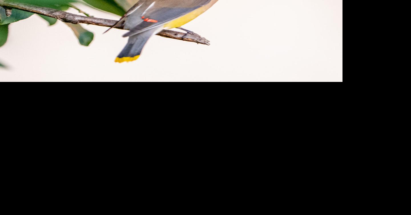 Great Backyard Bird County underway | | mymalonetelegram.com