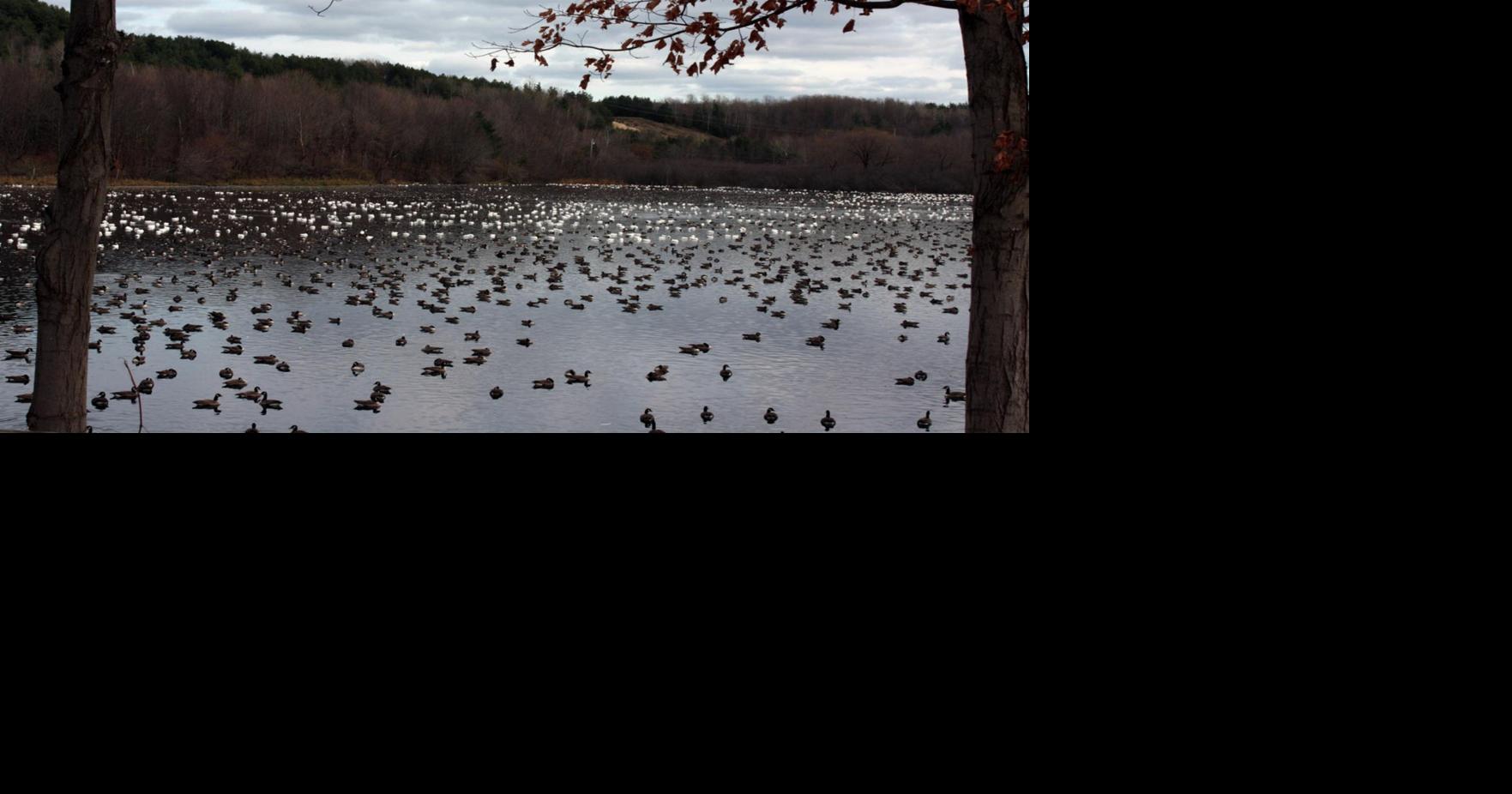 How many is a gaggle? | Local News | mymalonetelegram.com