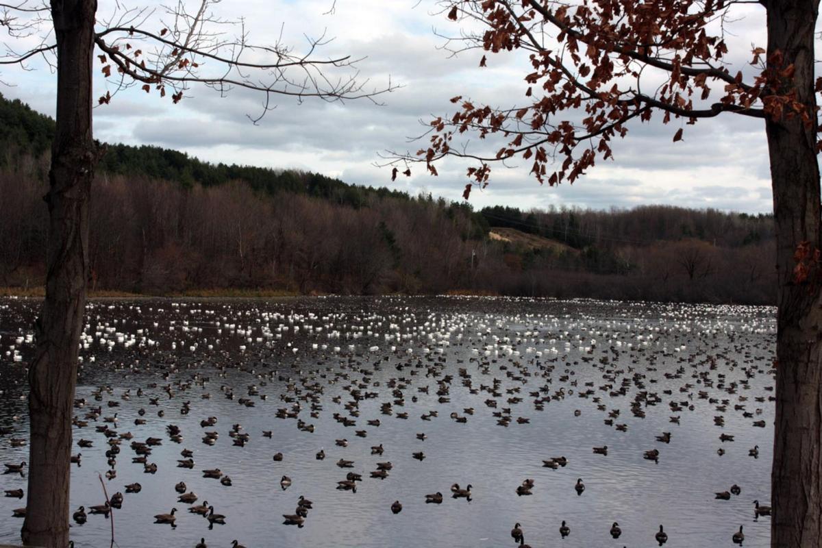 How many is a gaggle? | Local News | mymalonetelegram.com