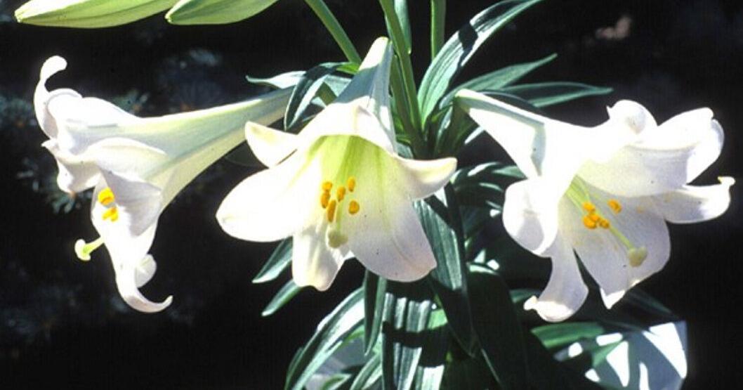 The lilies of Easter | Columns | mymalonetelegram.com