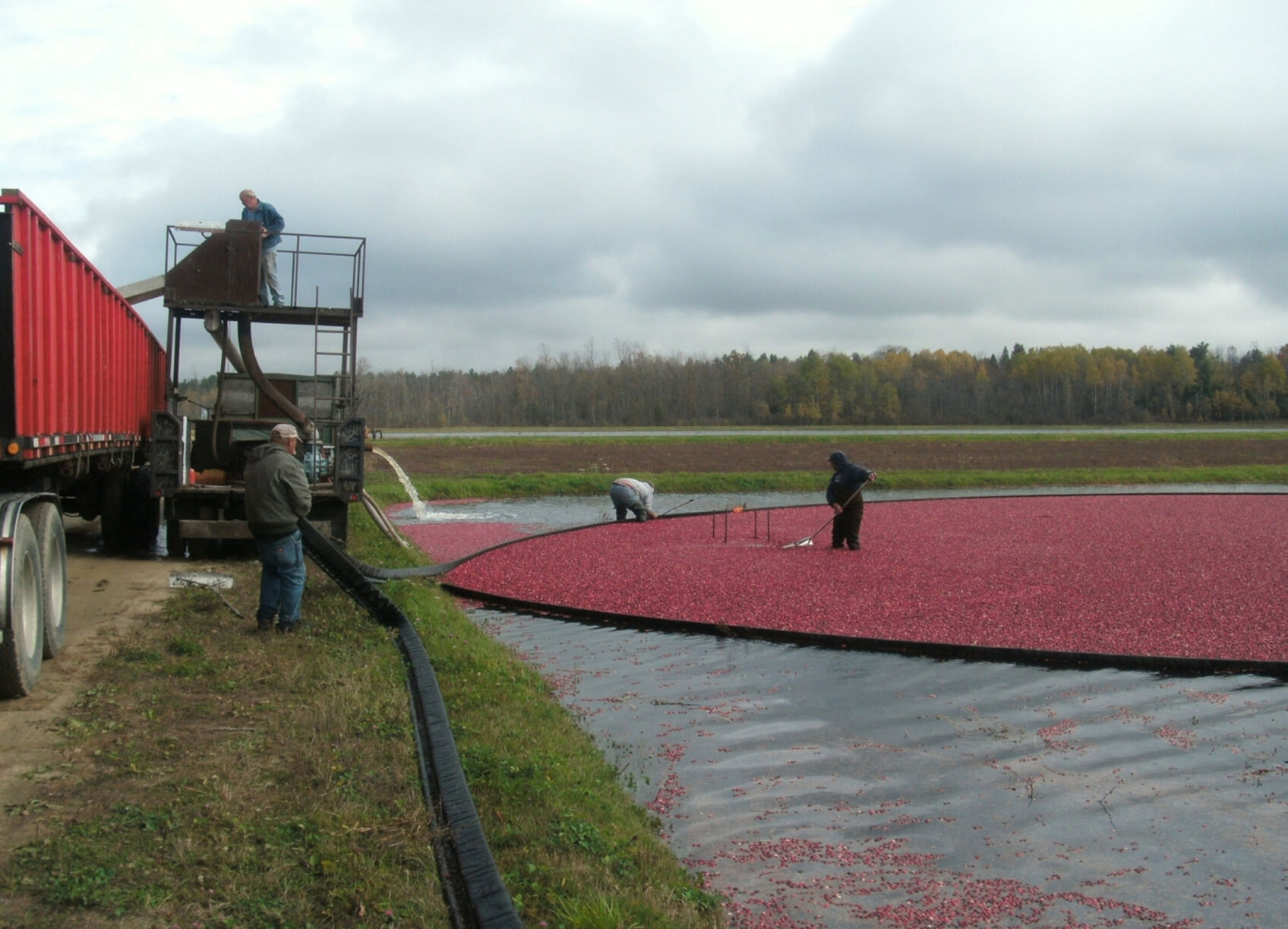 A harvest of North Country cranberries | Agriculture & Natural ...