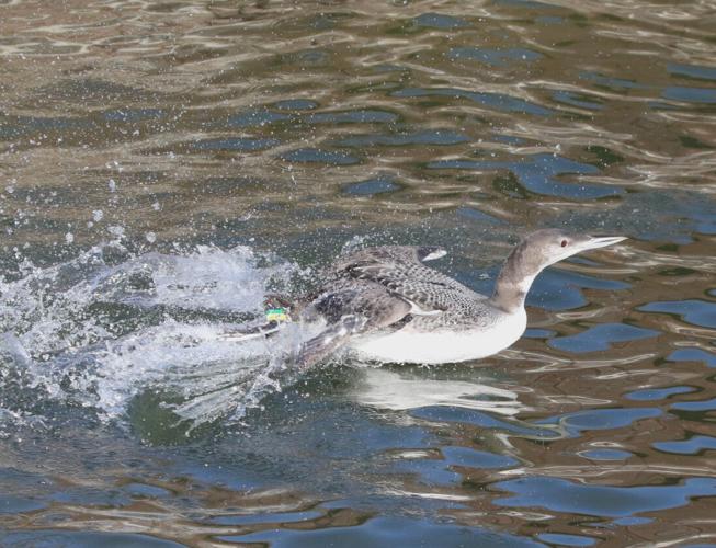 Spunky loon grounded in Lake Placid rescued, released on Lake Champlain ...