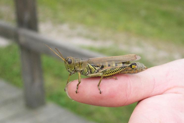 About grasshoppers | Columns | mymalonetelegram.com