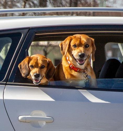 CDC walks back some new dog rules at borders | News | mymalonetelegram.com