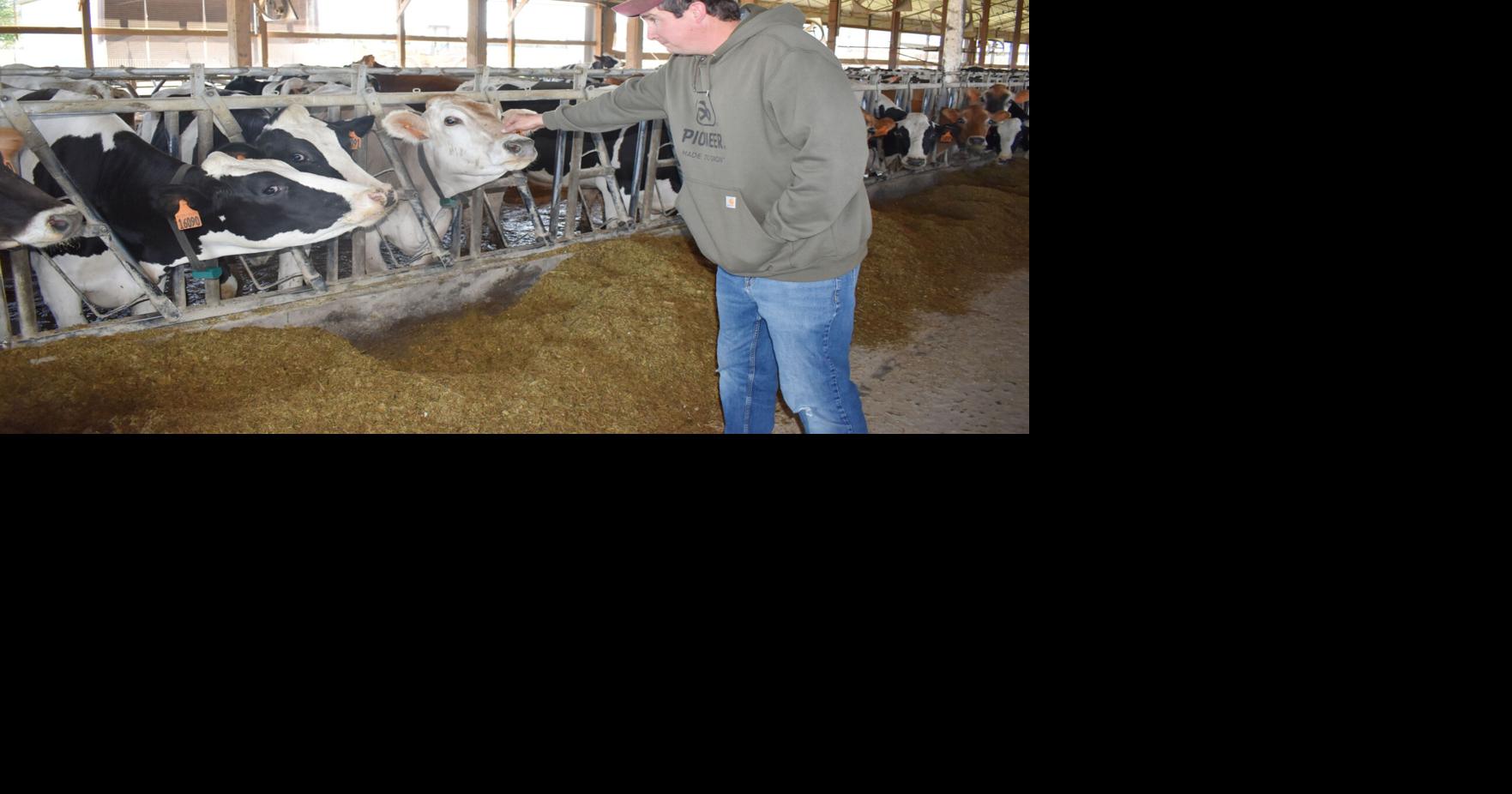 PHOTO: Cows at Bilow Farm to make a mooo-v | Top Stories ...