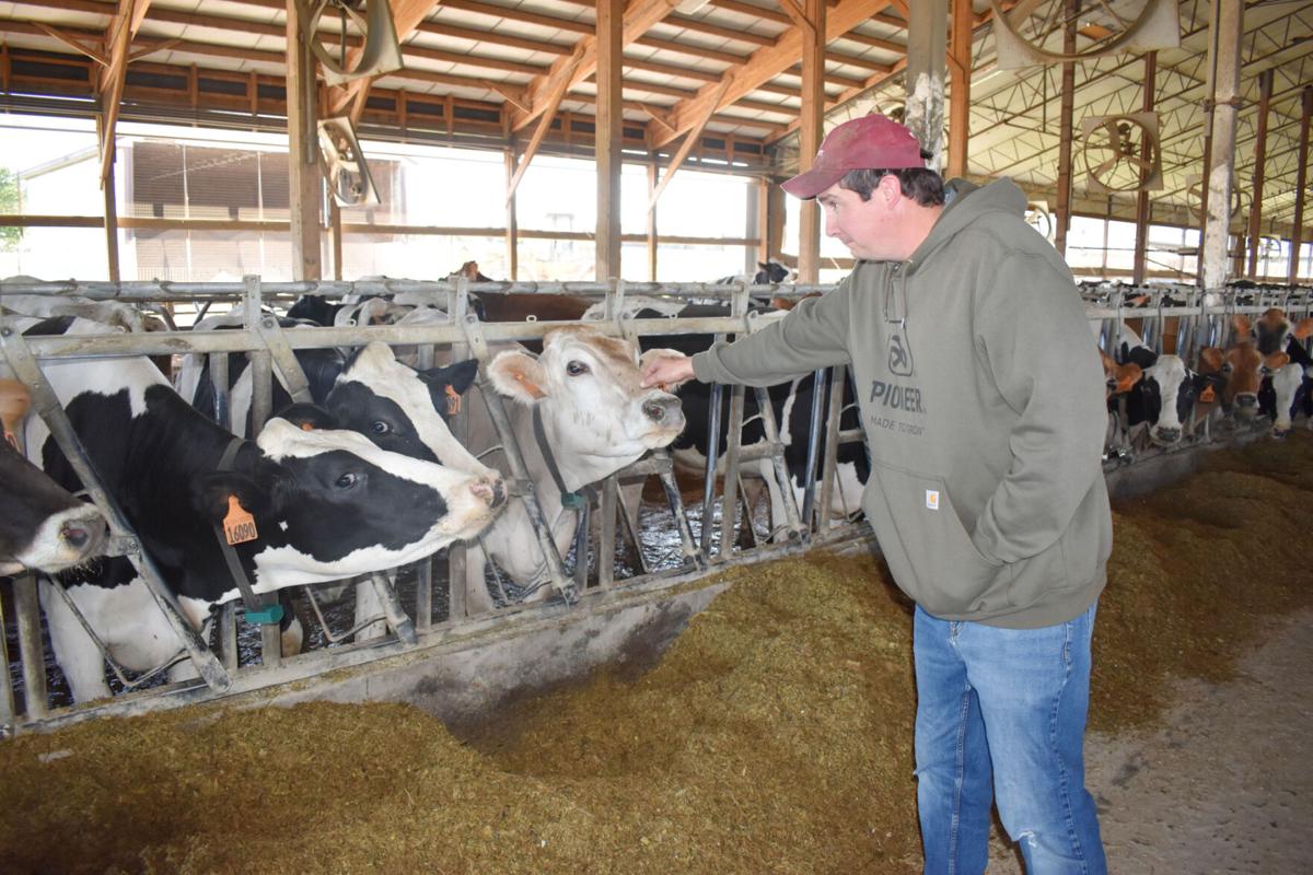 PHOTO: Cows at Bilow Farm to make a mooo-v | Top Stories ...