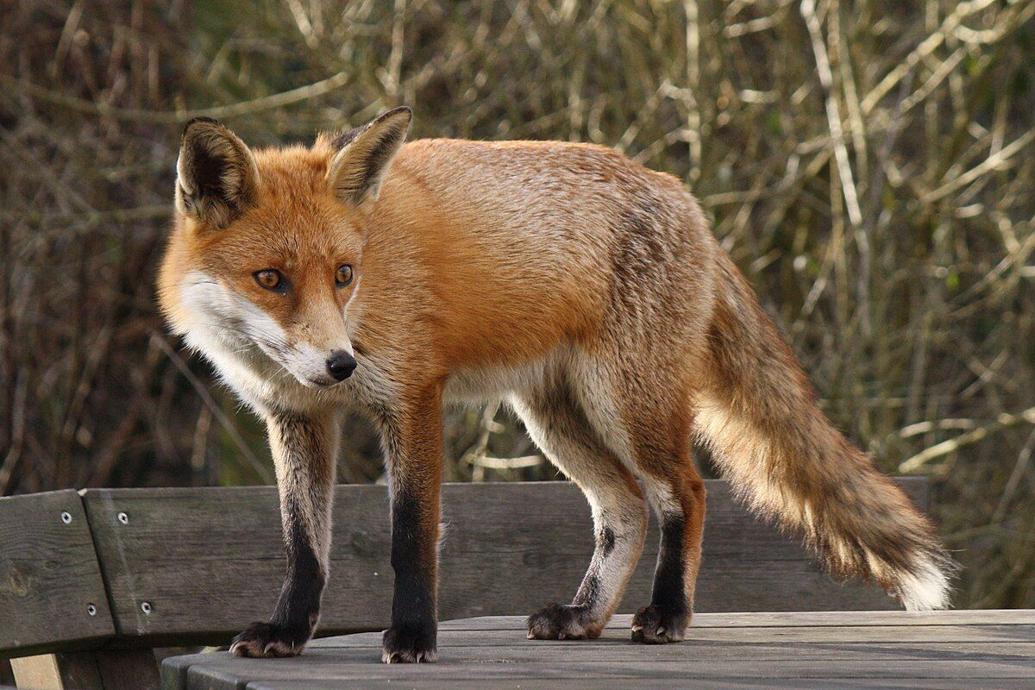 Rabid fox found in Franklin County | Public Service News ...