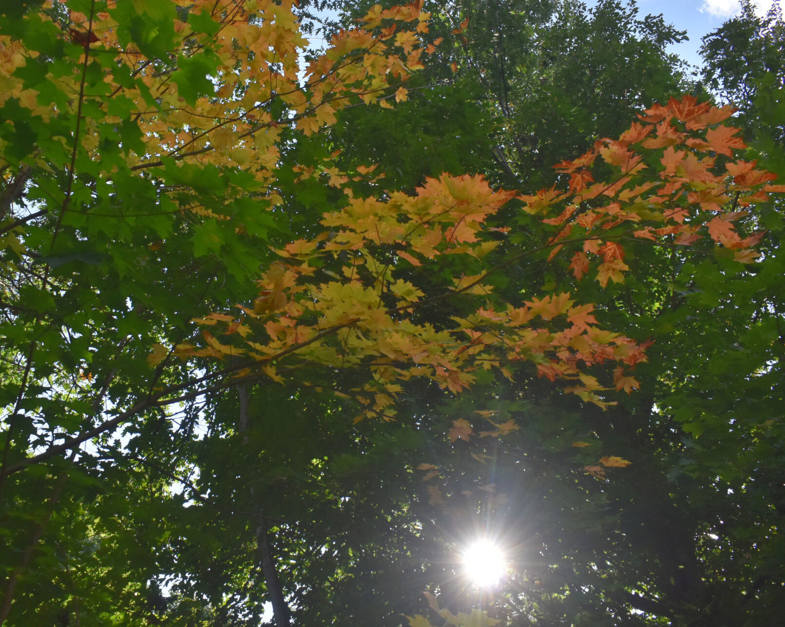 Fall foliage begins; ‘I Love NY’ begins regular reports | Top Stories ...