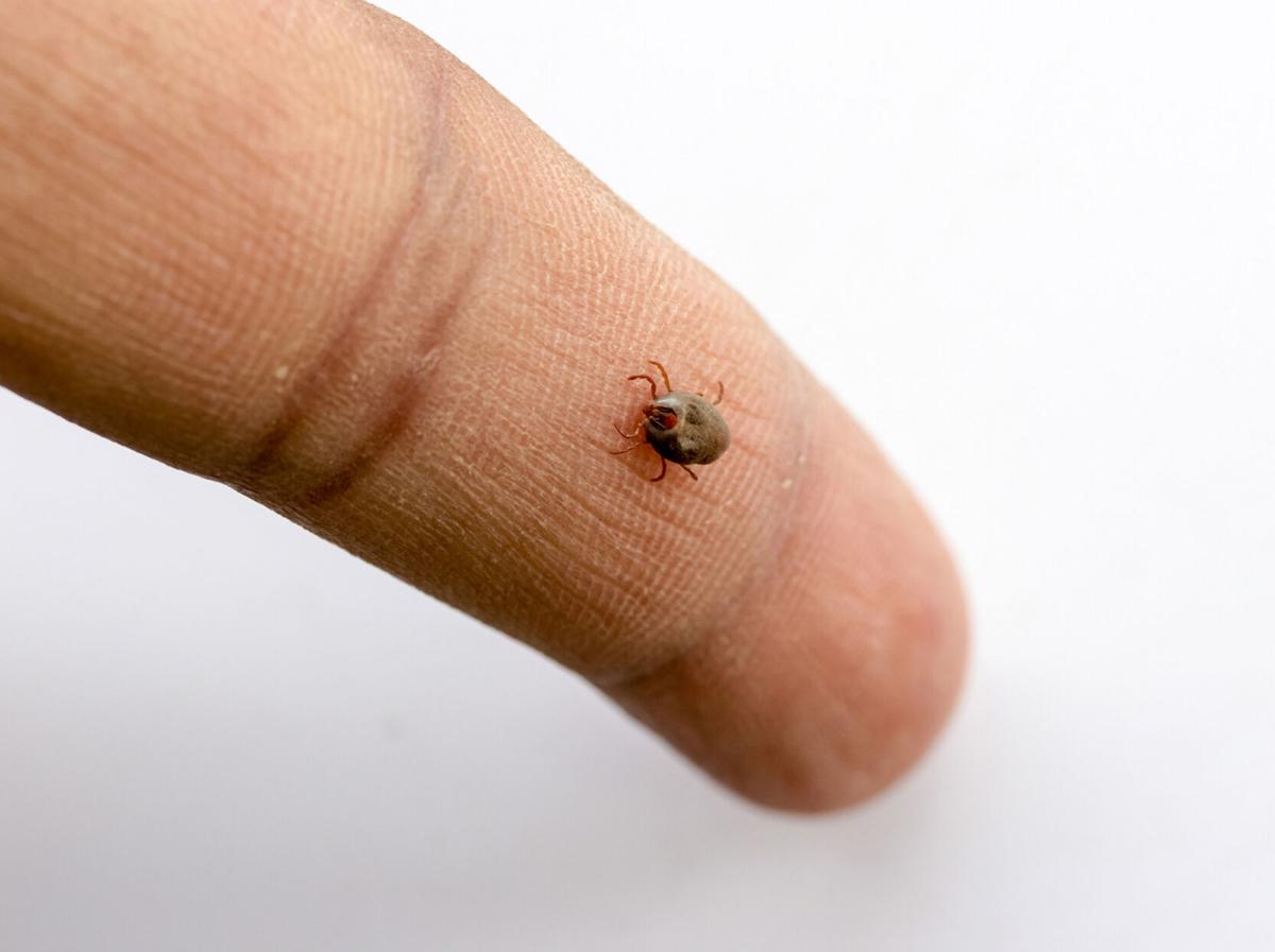 Gillibrand says ticks threaten military readiness, wants $200 million ...