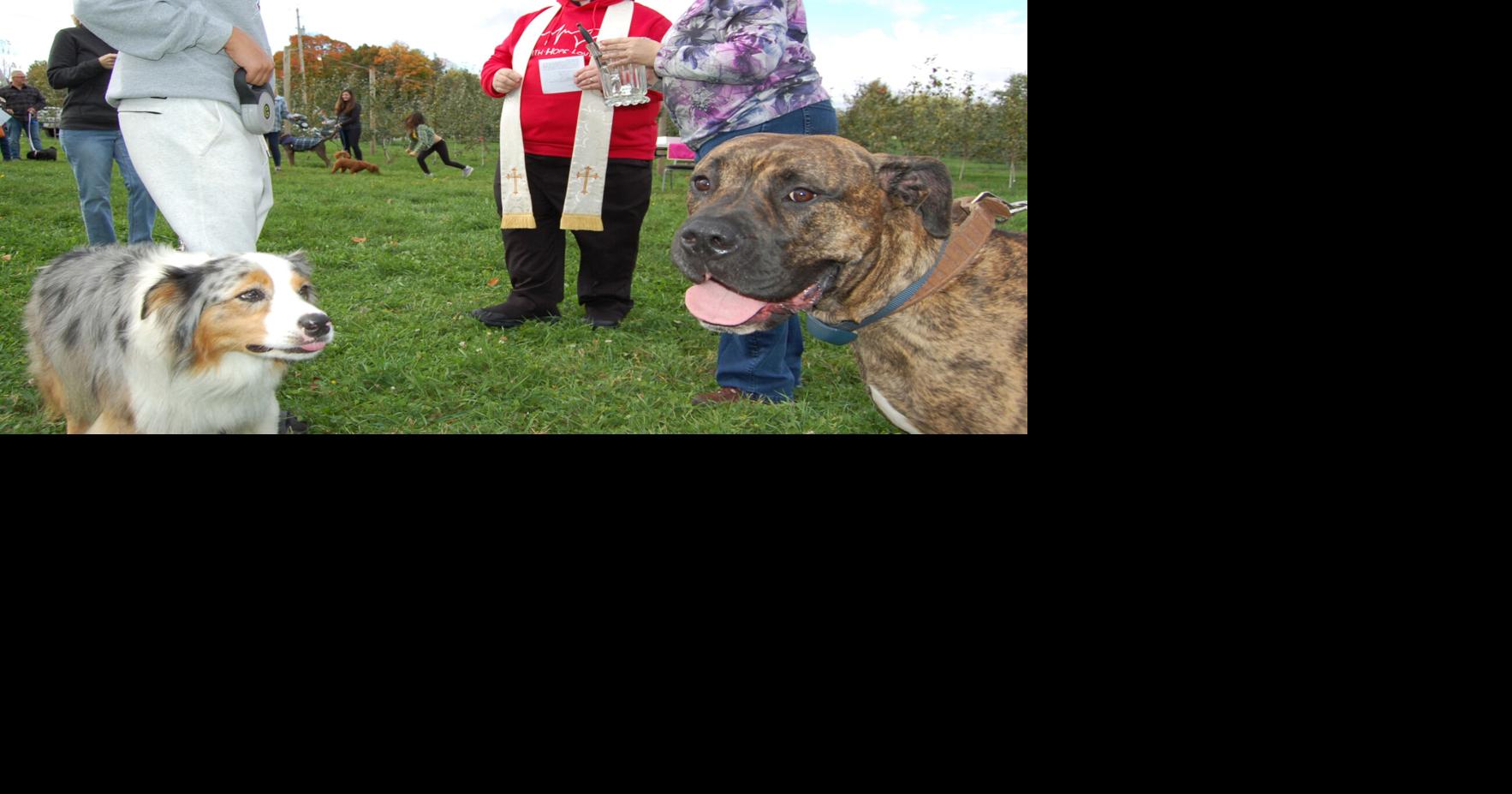 Blessed pets | Top Stories | mymalonetelegram.com