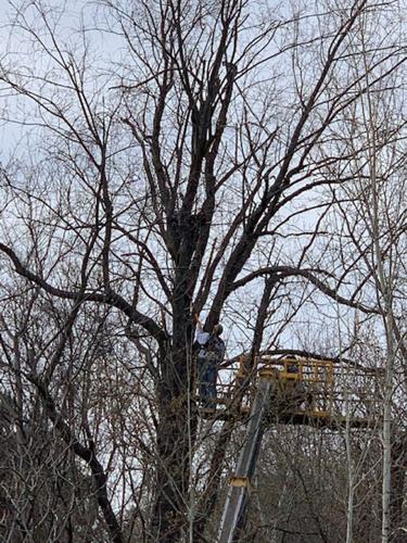 Local resident, Focus on the Ferals save runaway cat stuck in tree ...