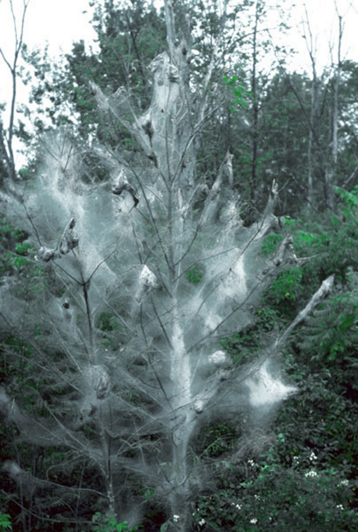 Webs in the trees? – They’re relatively harmless | Agriculture ...
