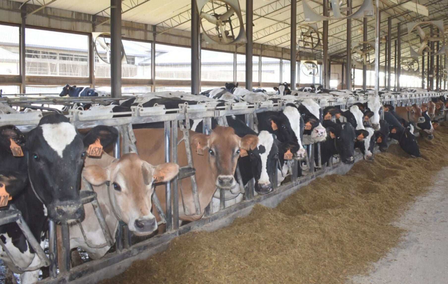State lawmakers from NYC float bill to ban dairy farms from expanding ...