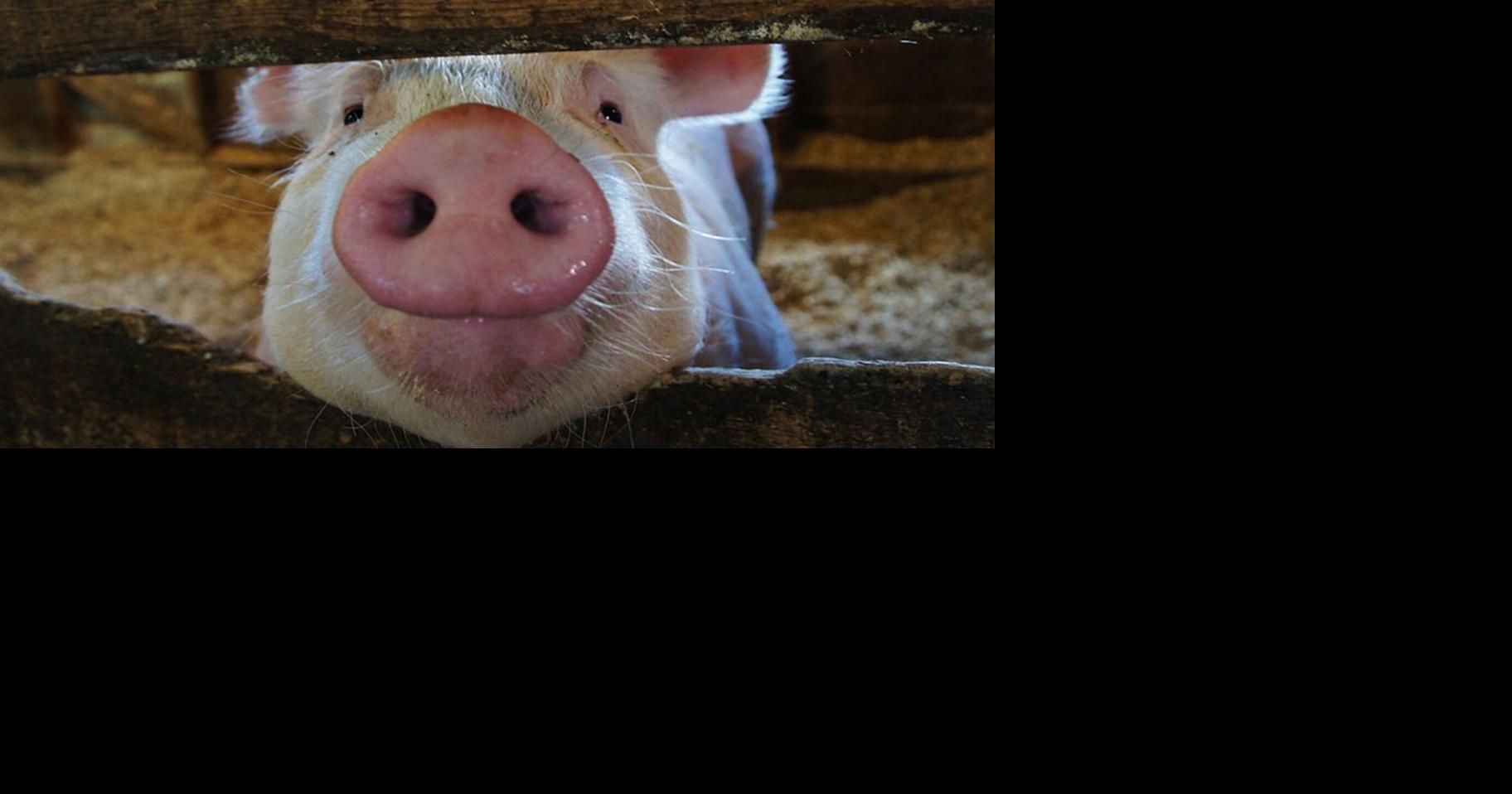 Avoiding Pig Obesity | Local Living | mymalonetelegram.com
