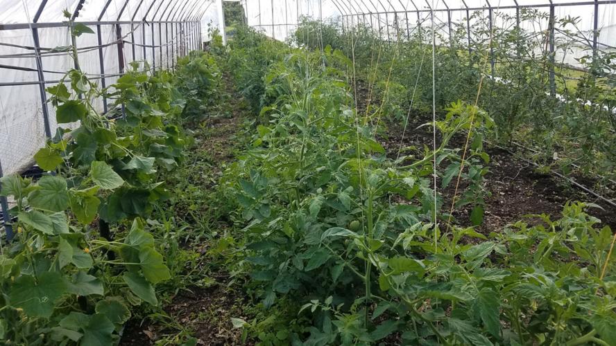Support local small farm agriculture | Columns | mymalonetelegram.com