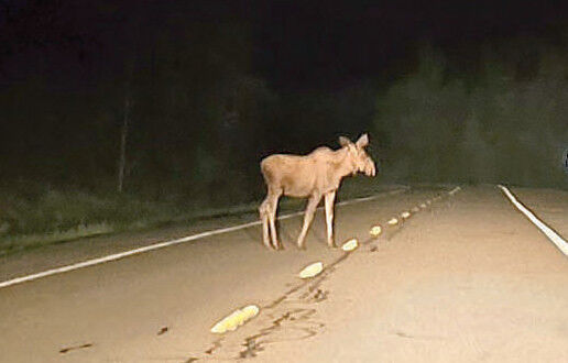 Franklin County hiking trail remains closed due to moose | Public ...