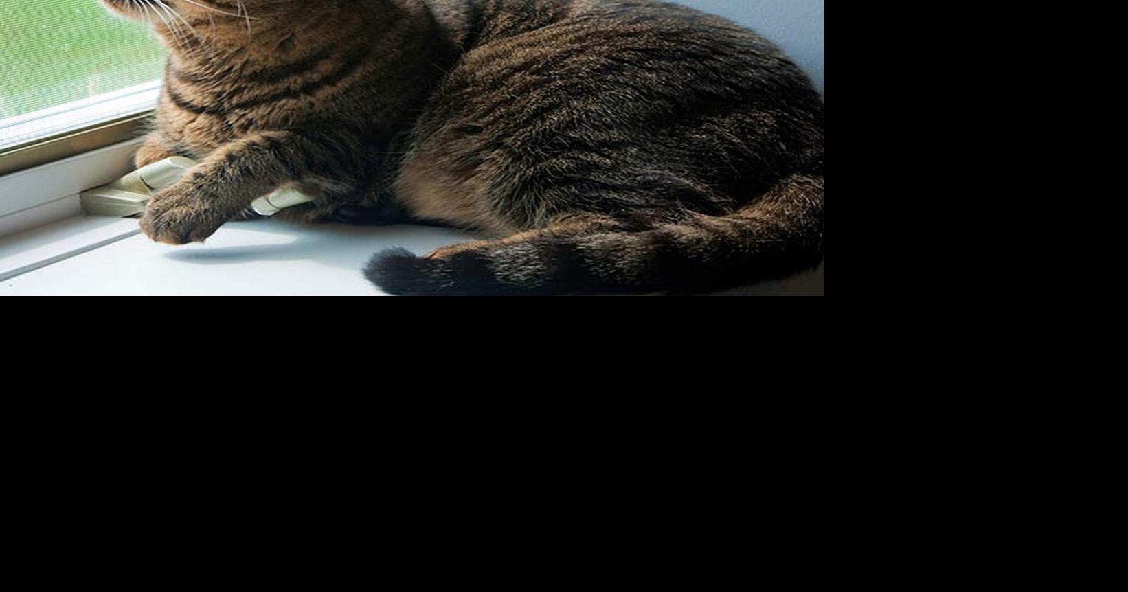 The facts of feline lower urinary tract disease | Local Living ...