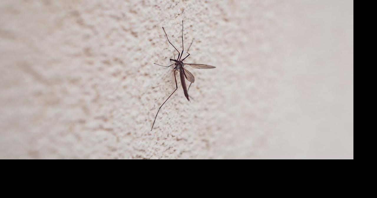 Scientists discover female mosquitoes control mating, not males ...