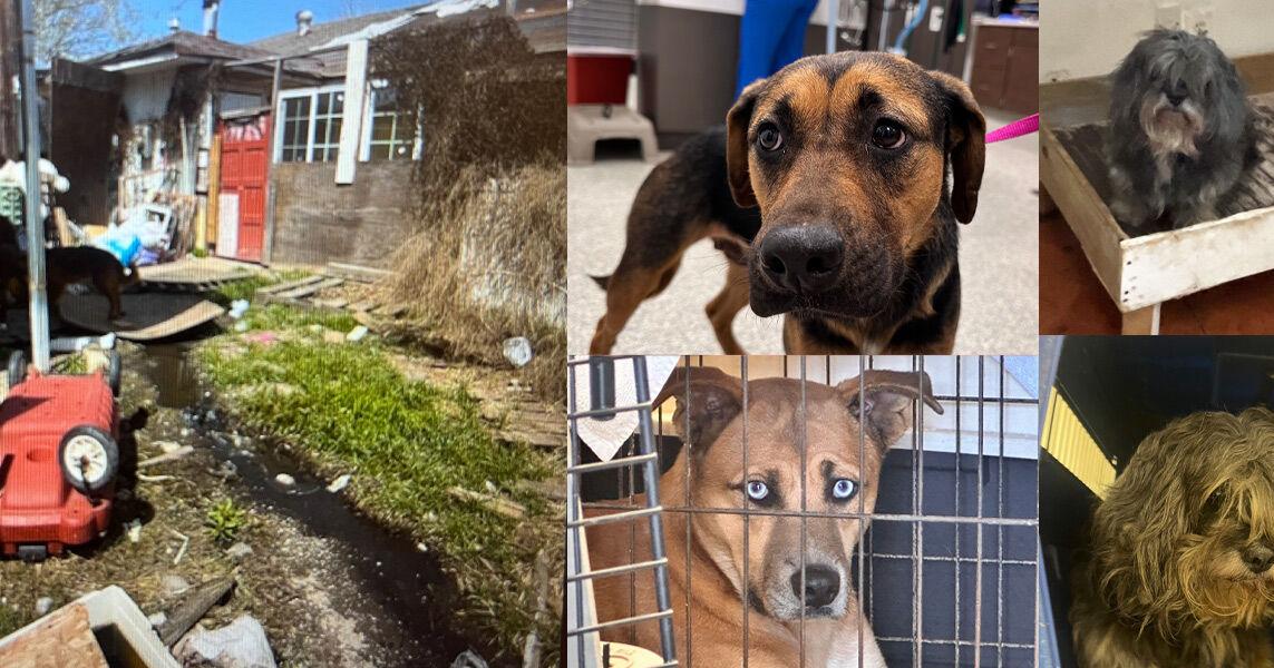 Houston SPCA rescues 15 dogs from deplorable conditions in southwest ...
