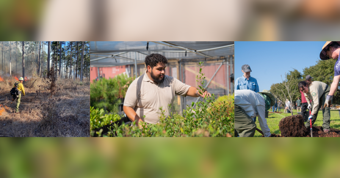 Texas A&M Forest Service marks significant conservation achievements in ...