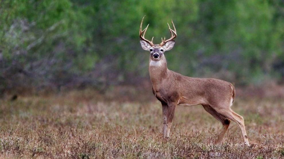 Texas game animal populations suggest a favorable 2019 hunting season ...