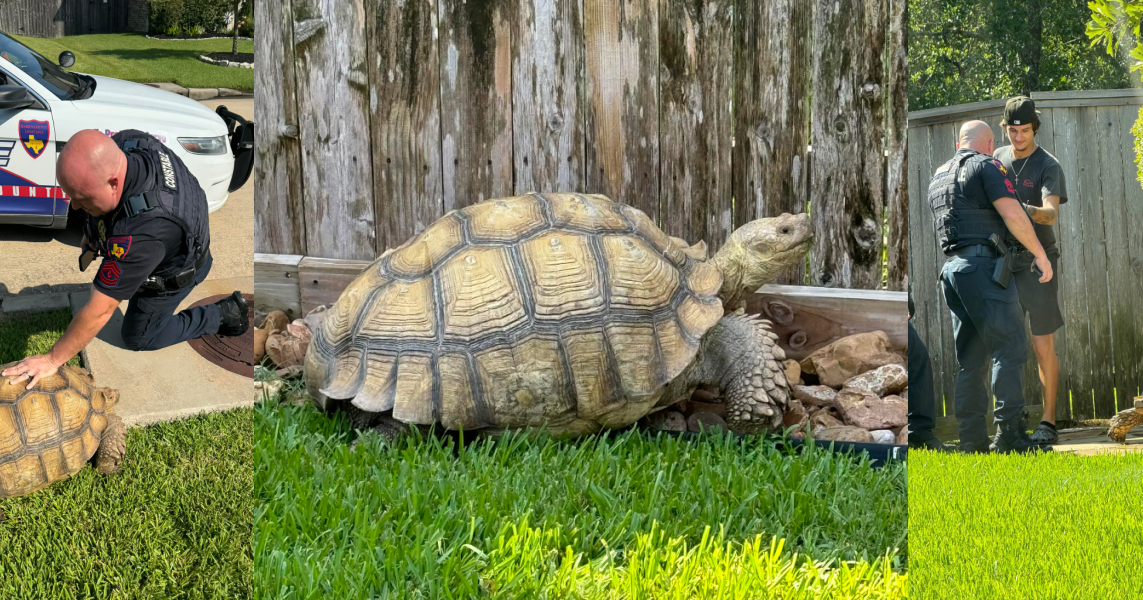Tortoise rescued after speeding through neighborhood | Upper Gulf Coast ...
