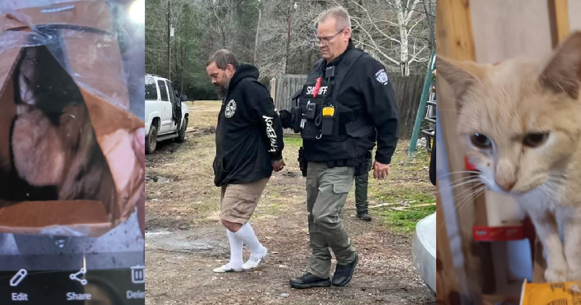 Man arrested for animal cruelty after dumping cat in taped box | East ...