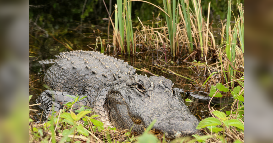 Houston womans death under investigation after alligator encounter ...