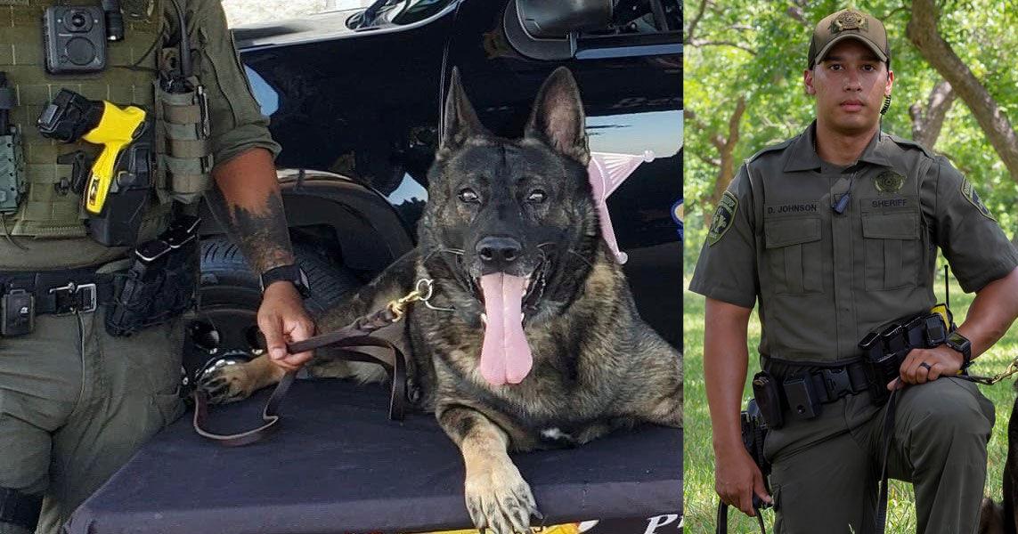 Beloved K9 Enzo of Williamson County Sheriff's Office Passes Away at 13 ...