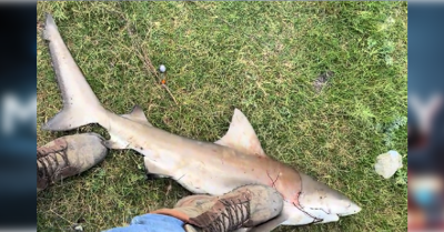Bull shark caught in Texas river stuns local fisherman | South Texas ...
