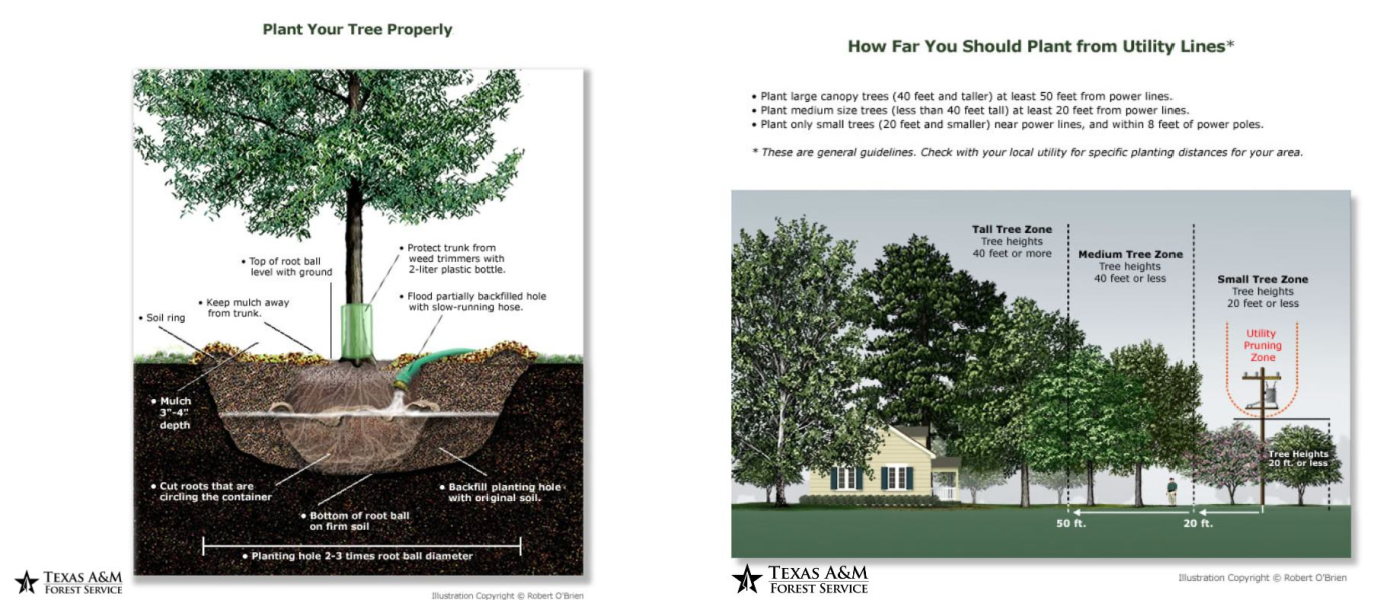 Proper Tree Planting Techniques Highlighted by Texas A&M Forest Service ...