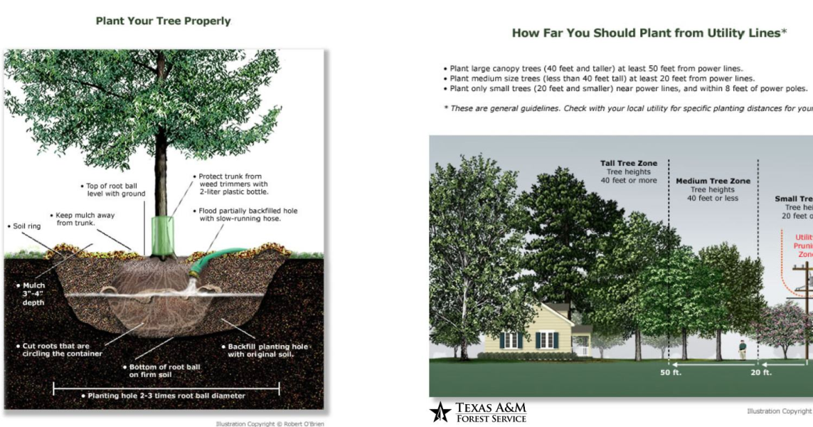 Proper Tree Planting Techniques Highlighted by Texas A&M Forest Service ...